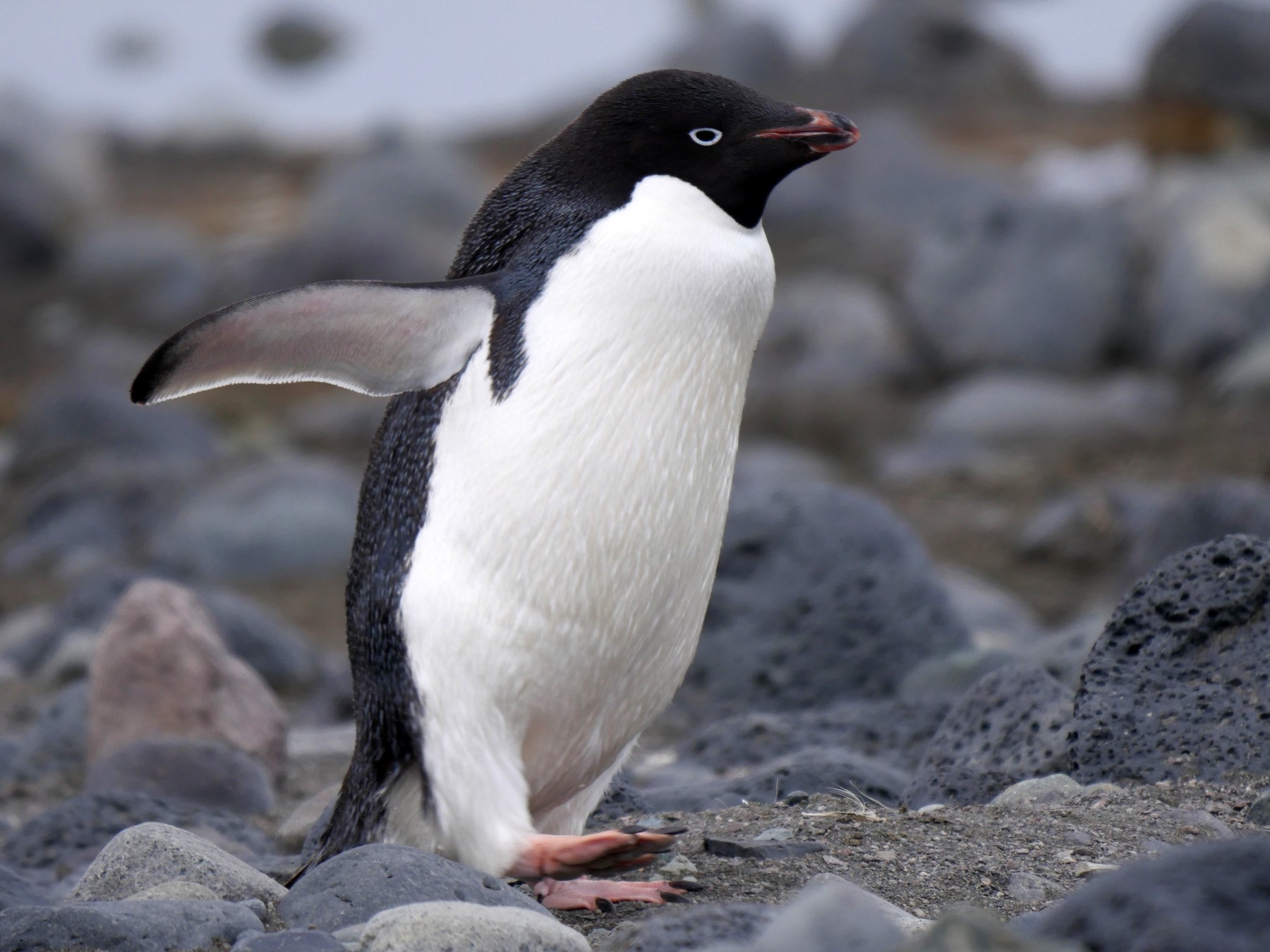 Desvendando o Mundo dos Penguins com o Dataset Palmer Penguins 🐧