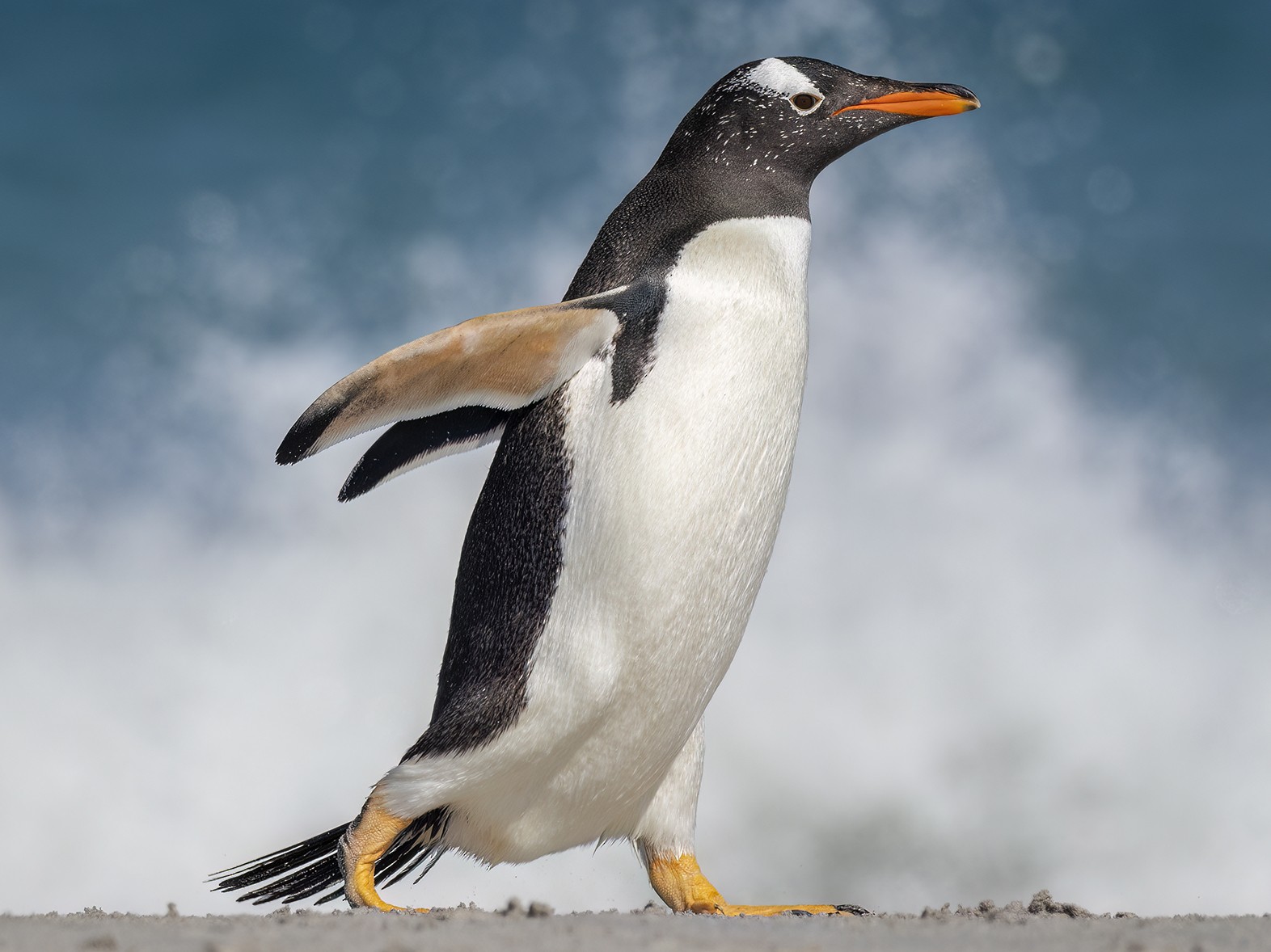 Desvendando o Mundo dos Penguins com o Dataset Palmer Penguins 🐧